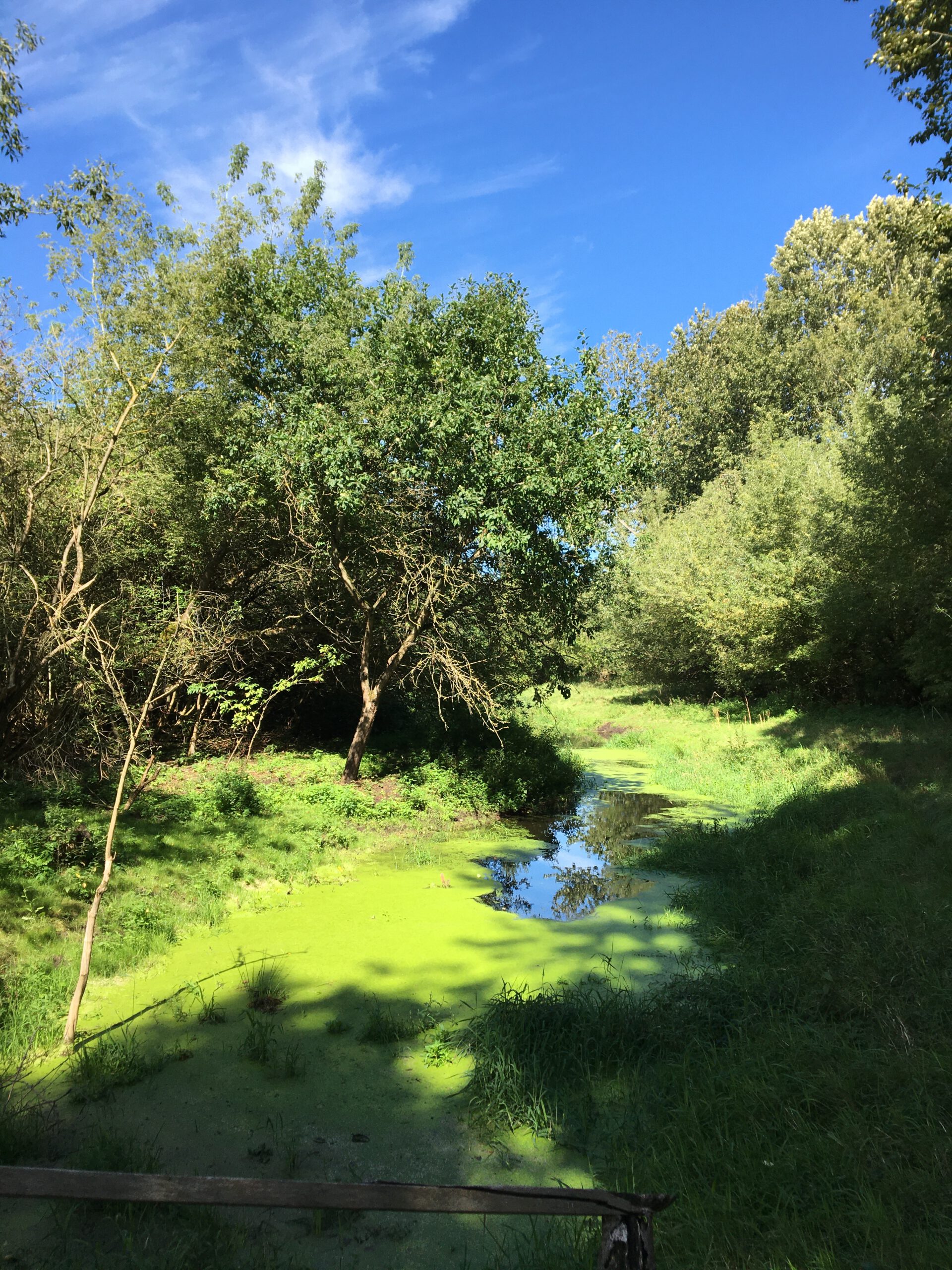 20.01.2024 - Wanderung im Bucher Forst - Wanderführerin